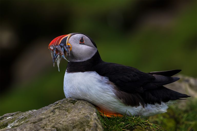 Ten Facts of Puffins – Kah-Wai Lin Photography
